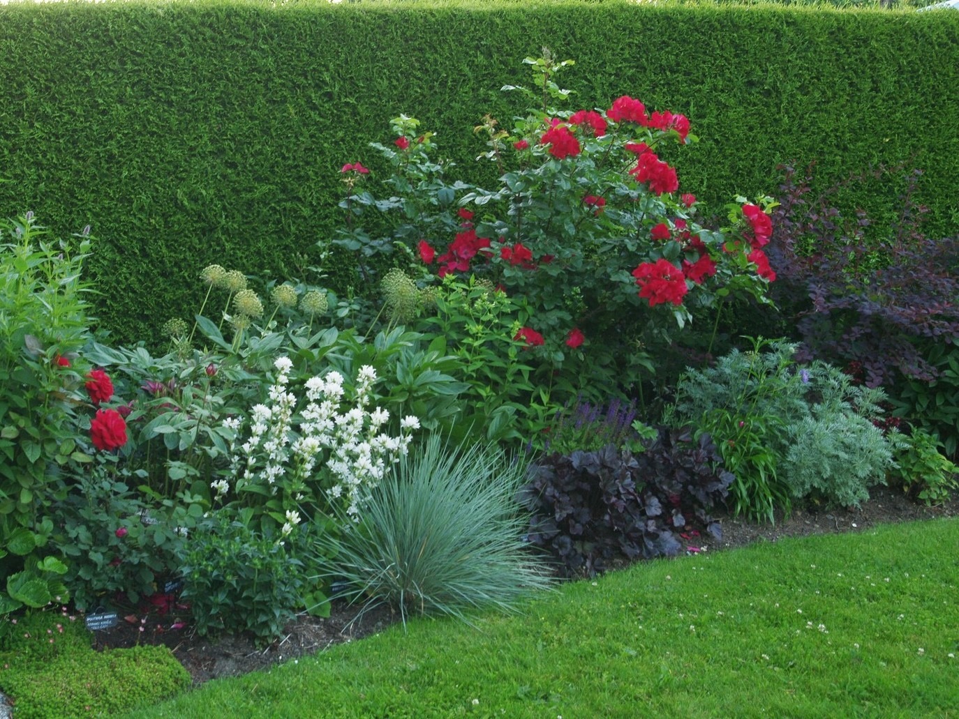 Mida jälgida taimede ja peenraplaani valikul? - Aiaunistused